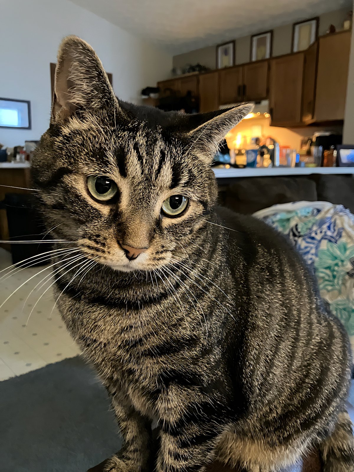 Requiem for a beloved cat and Catholic thinking on pets - The Catholic ...